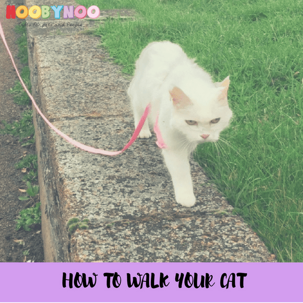 How to Walk Your Cat on a Lead: Documenting the Cat Walk - Hoobynoo.co.uk