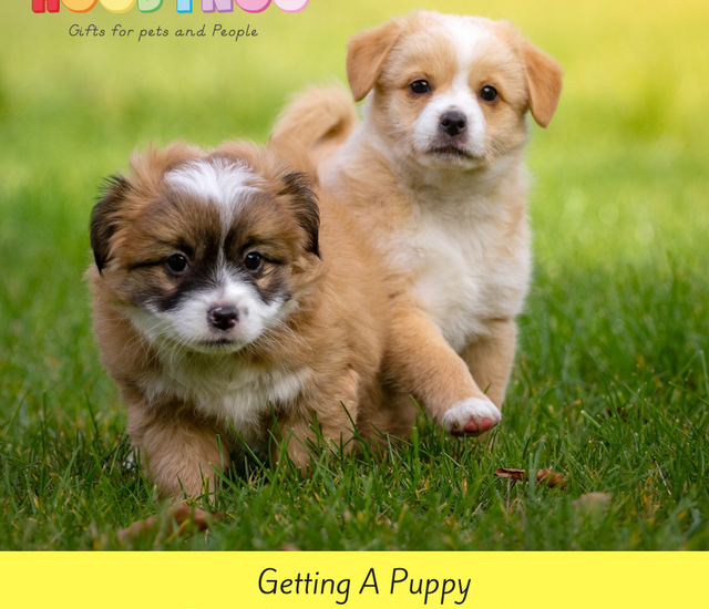 Getting A Puppy - Everything You Need To Know - Hoobynoo – Hoobynoo.co.uk