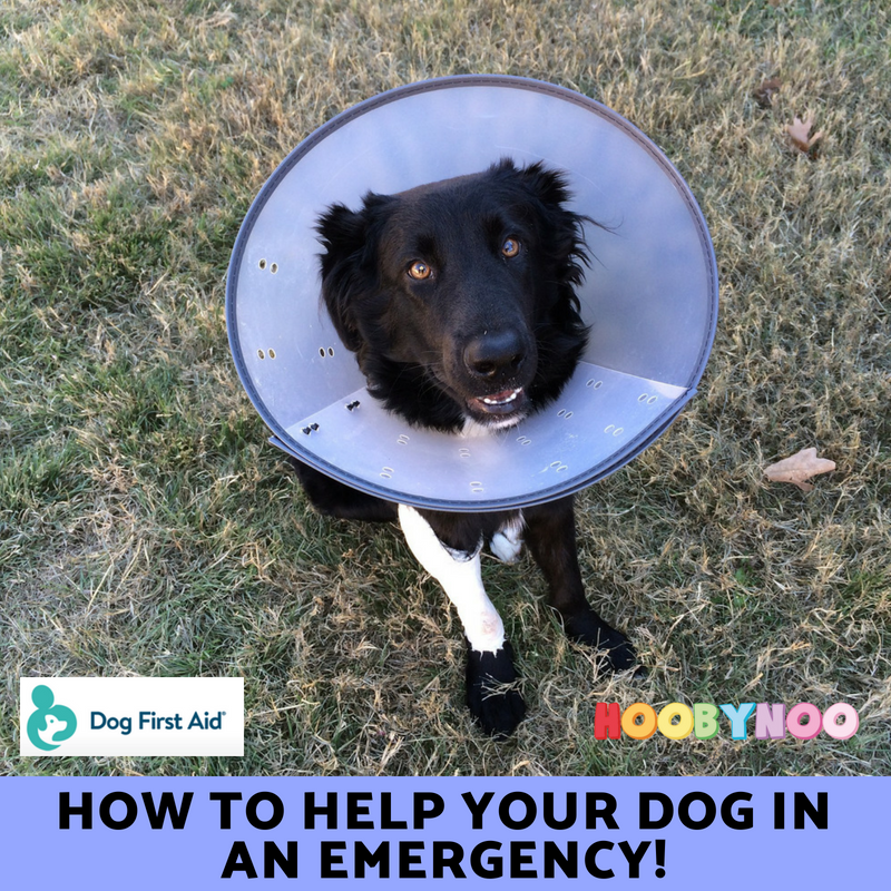 How to Help your Dog in an Emergency – Hoobynoo.co.uk
