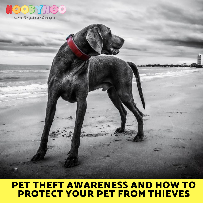 Pet Theft Awareness and How To Protect Your Pet From Thieves – Hoobynoo ...