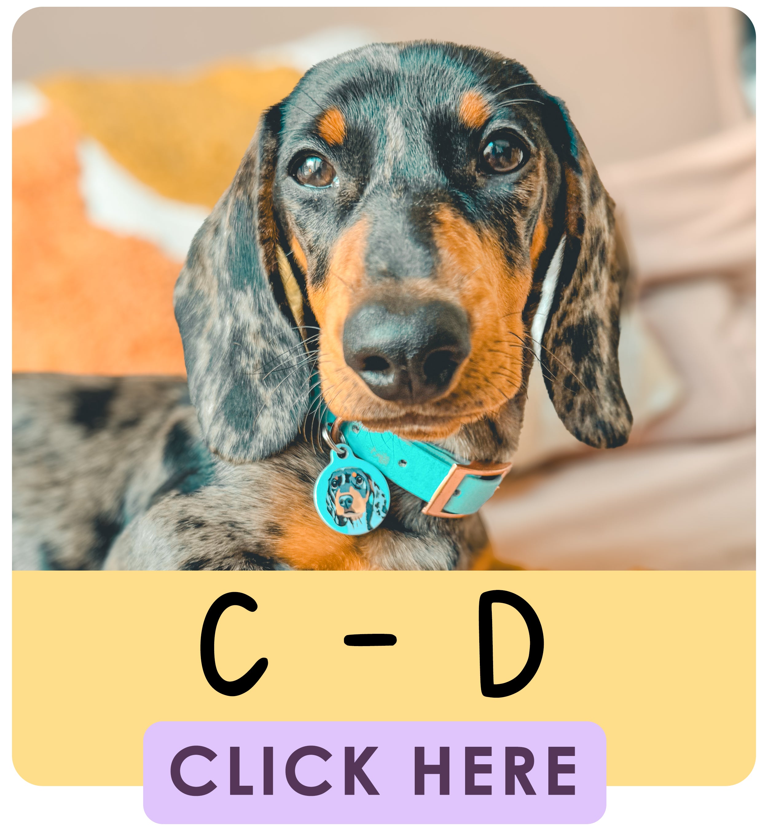 Shop by Dog Breed C - D – Hoobynoo.co.uk